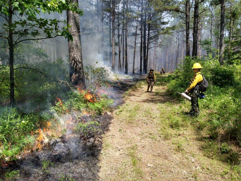 Forest Stewards Guild - Fire Networks