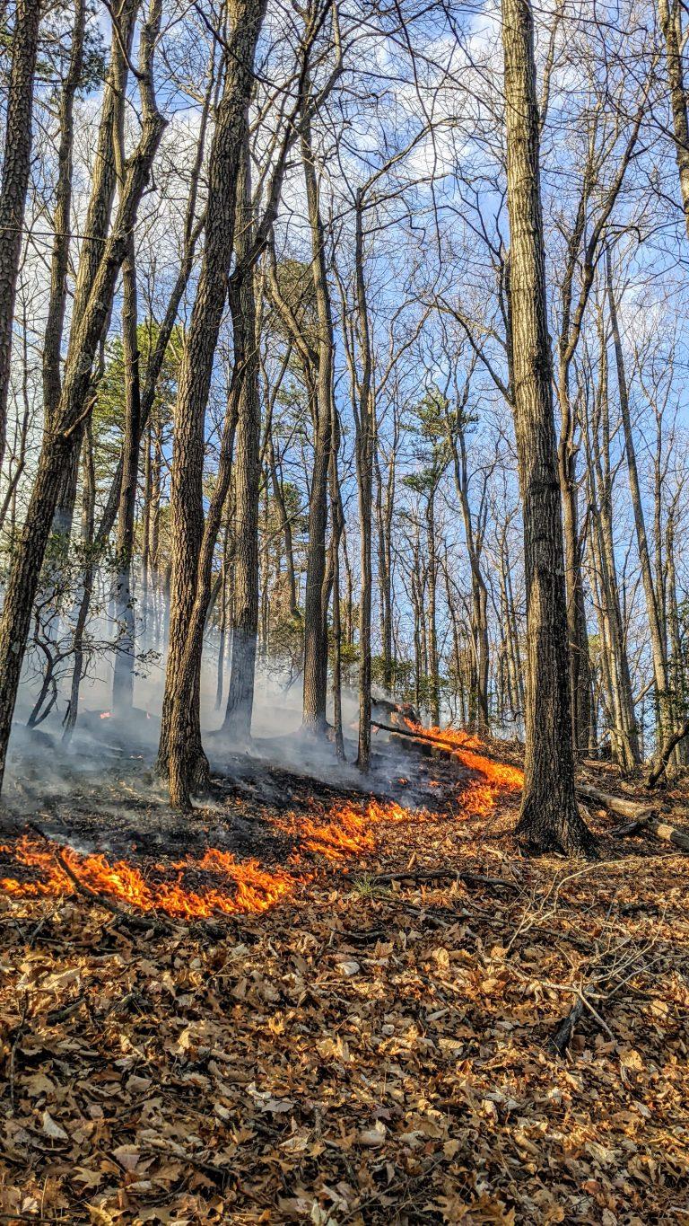 Forest Stewards Guild Fire Networks
